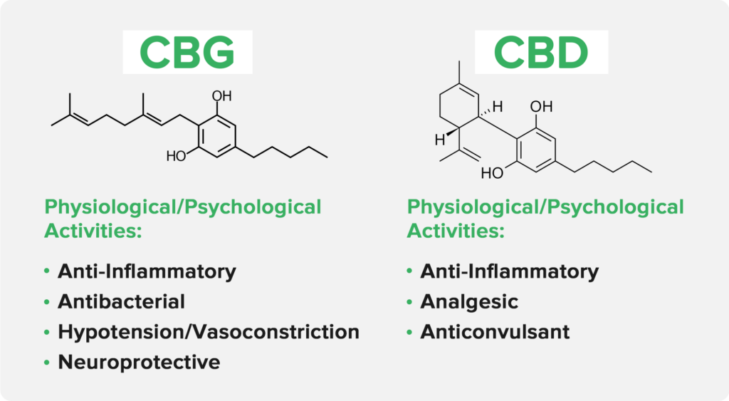 CBG vs CBD: What’s the Difference? | The CBD Insider